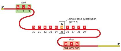 Solved The diagram below shows an mRNA molecule that encodes | Chegg.com
