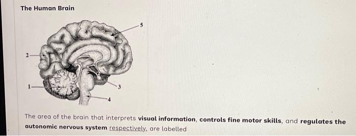 Solved The Human Brain The area of the brain that interprets | Chegg.com