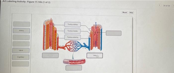Solved Art Labeling Activity: Figure 11.10b (1 of 2) | Chegg.com