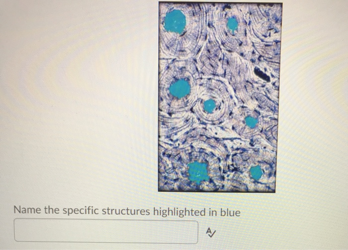 Solved Name the specific structures highlighted in blue AJ | Chegg.com