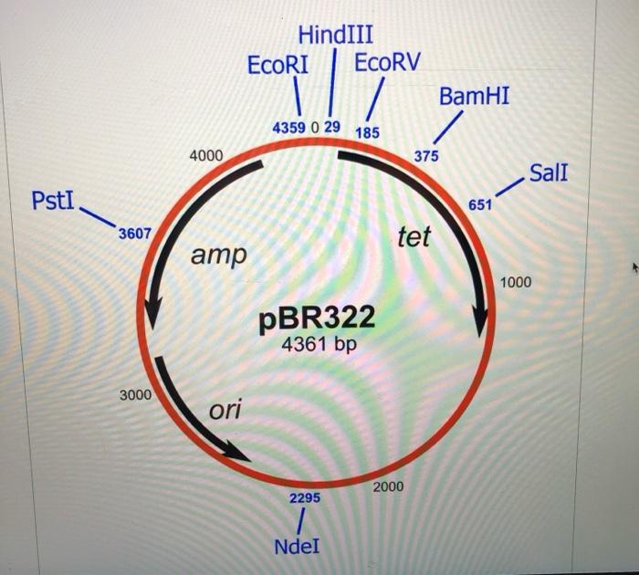 Solved Using the restriction map of pBR322 to answer the | Chegg.com