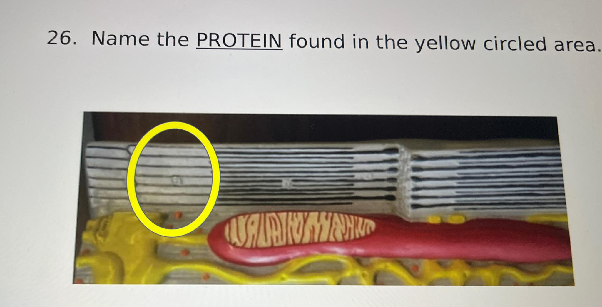 Solved Name the PROTEIN found in the yellow circled area. | Chegg.com