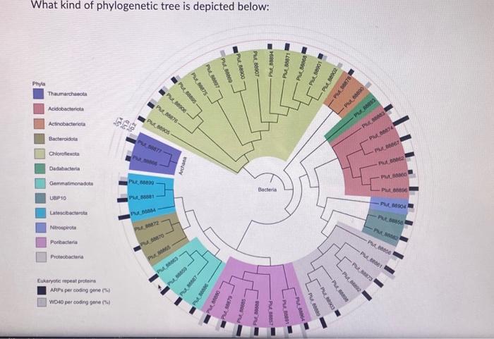 What kind of phylogenetic tree is depicted below: A | Chegg.com