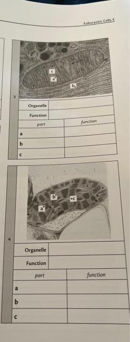 Solved Organelle Function and Part | Chegg.com