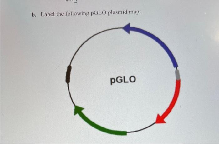 Solved b. Label the following pGLO plasmid map: 4. What is | Chegg.com