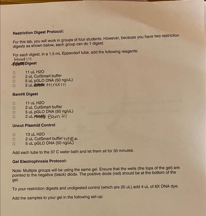 Fill in what your digest band patterns should look | Chegg.com