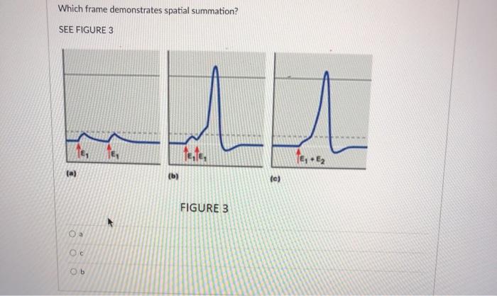 Solved Which frame demonstrates spatial summation? SEE | Chegg.com