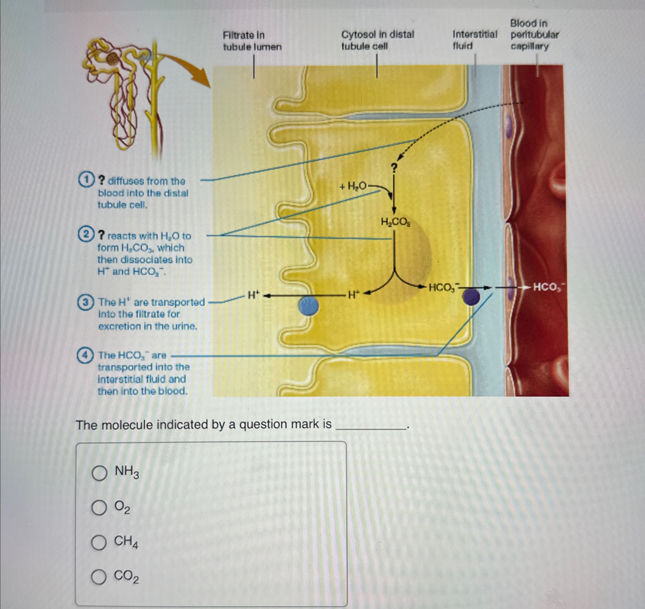 Solved The molecule indicated by a question mark is q, . | Chegg.com