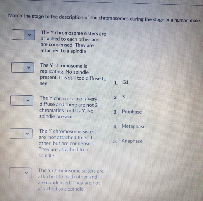 Solved Match the stage to the description of the chromosomes | Chegg.com