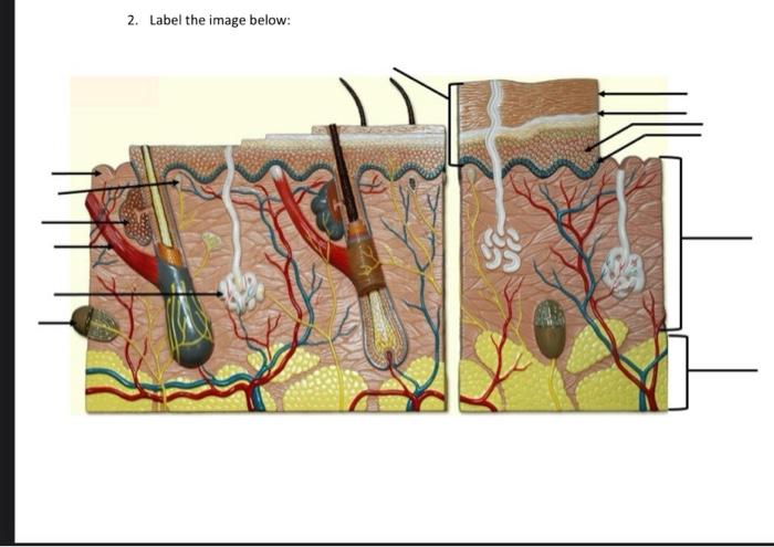 Solved 2. Label the image below: | Chegg.com