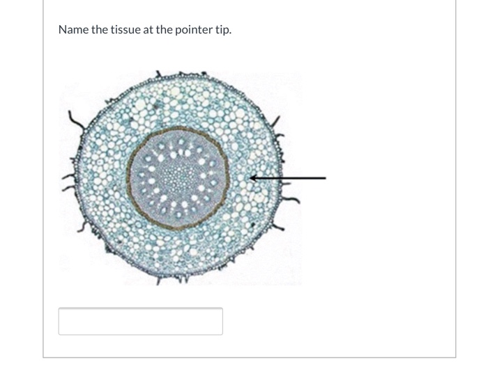 Solved Name the tissue at the pointer tip. | Chegg.com