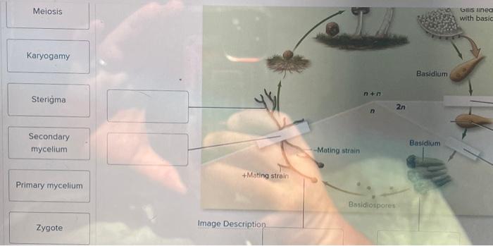 Solved Gills lined with basidia Basidium nun 2n n Basidium | Chegg.com