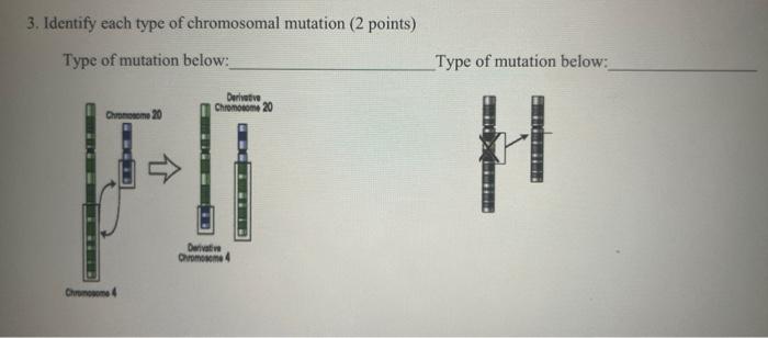 Solved 3. Identify each type of chromosomal mutation ( 2 | Chegg.com