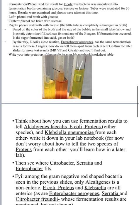 Solved Fermentation/Phenol Red broth Lab Worksheet (name of | Chegg.com
