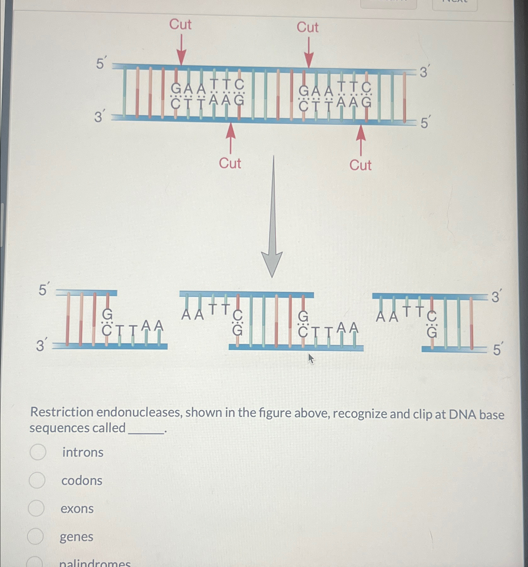 Solved Restriction endonucleases, shown in the figure above, | Chegg.com