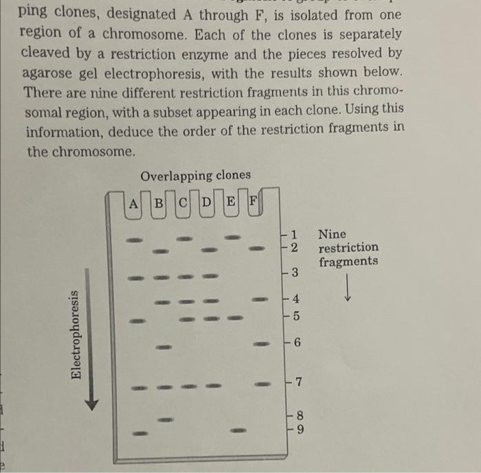 Solved ping clones, designated A through F, is isolated from | Chegg.com