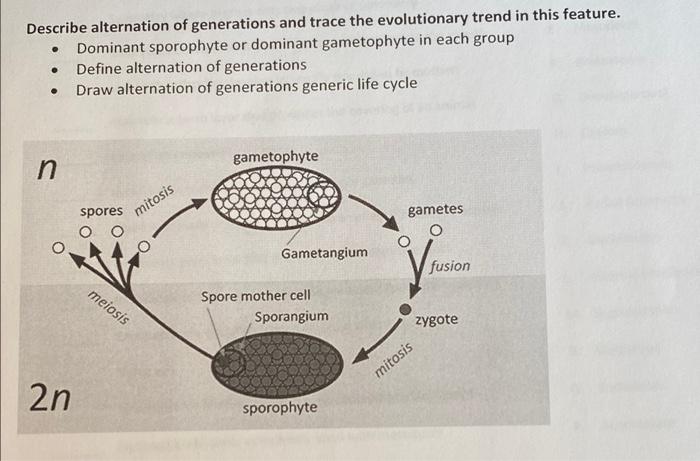 Solved Describe alternation of generations and trace the | Chegg.com