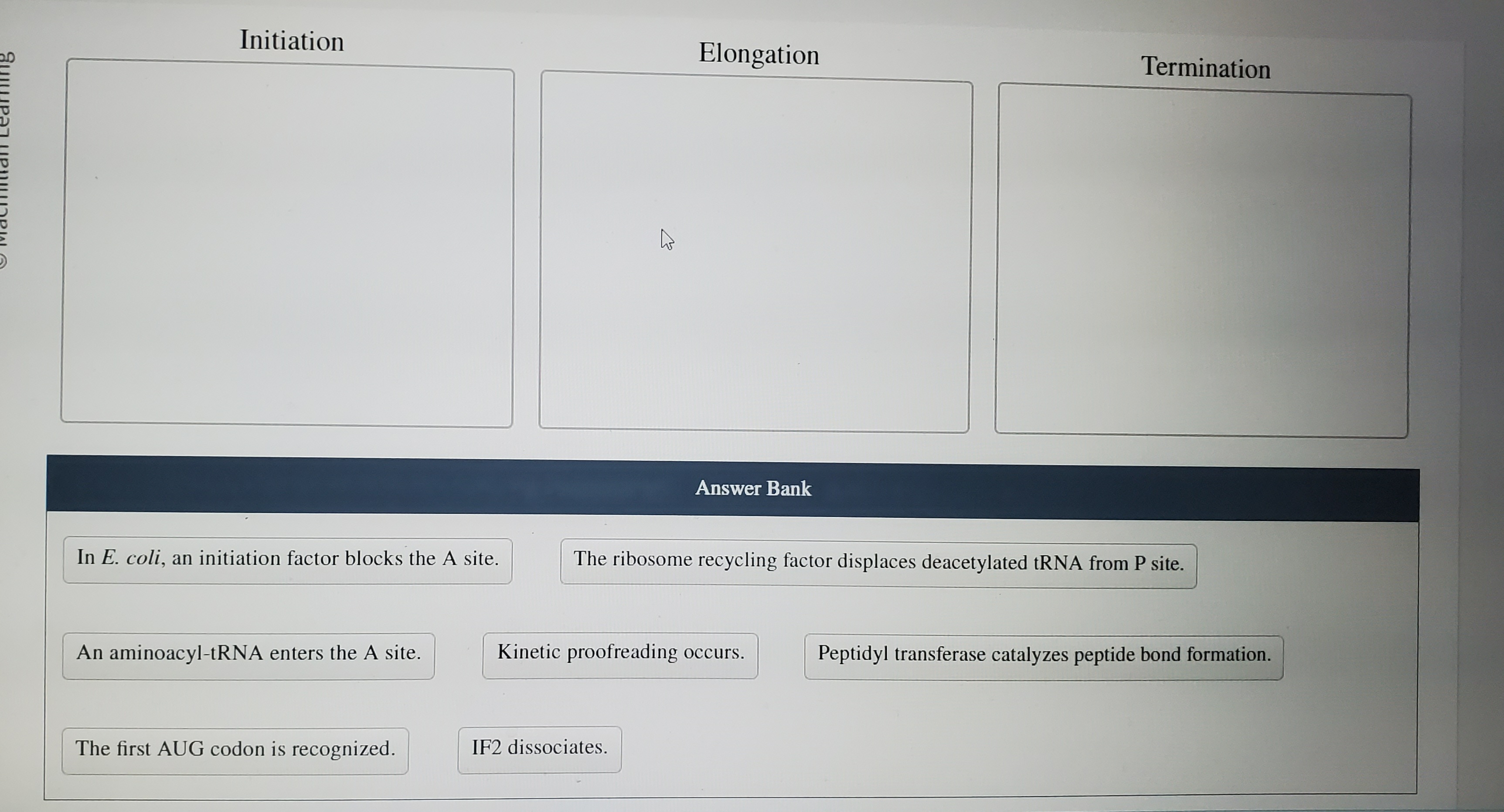 Solved InitiationElongationTerminationAnswer BankIn E. | Chegg.com