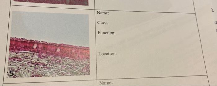 Solved Name: Class: Function: Location: Name: | Chegg.com