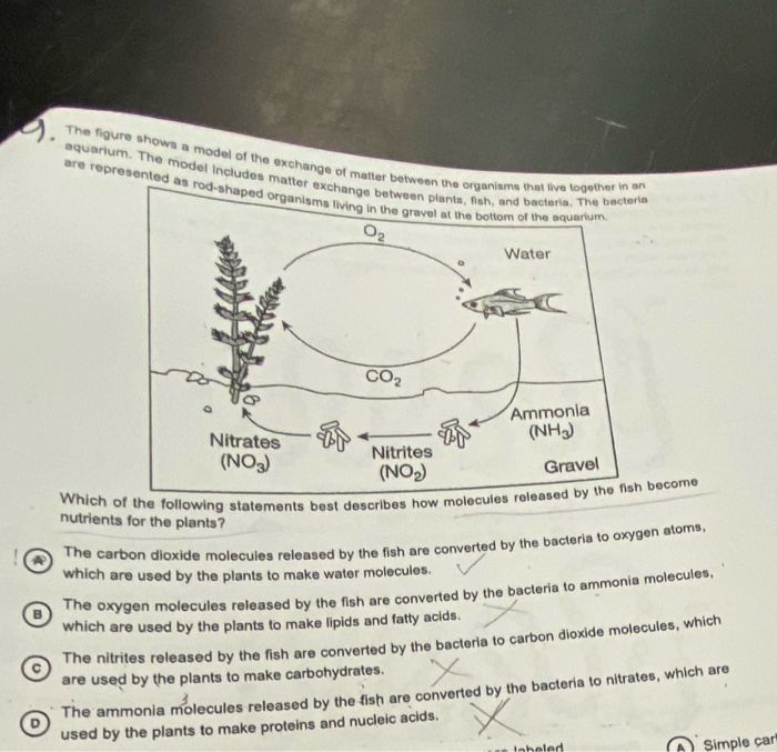 Solved The figure shows a model of the exchange of matter | Chegg.com