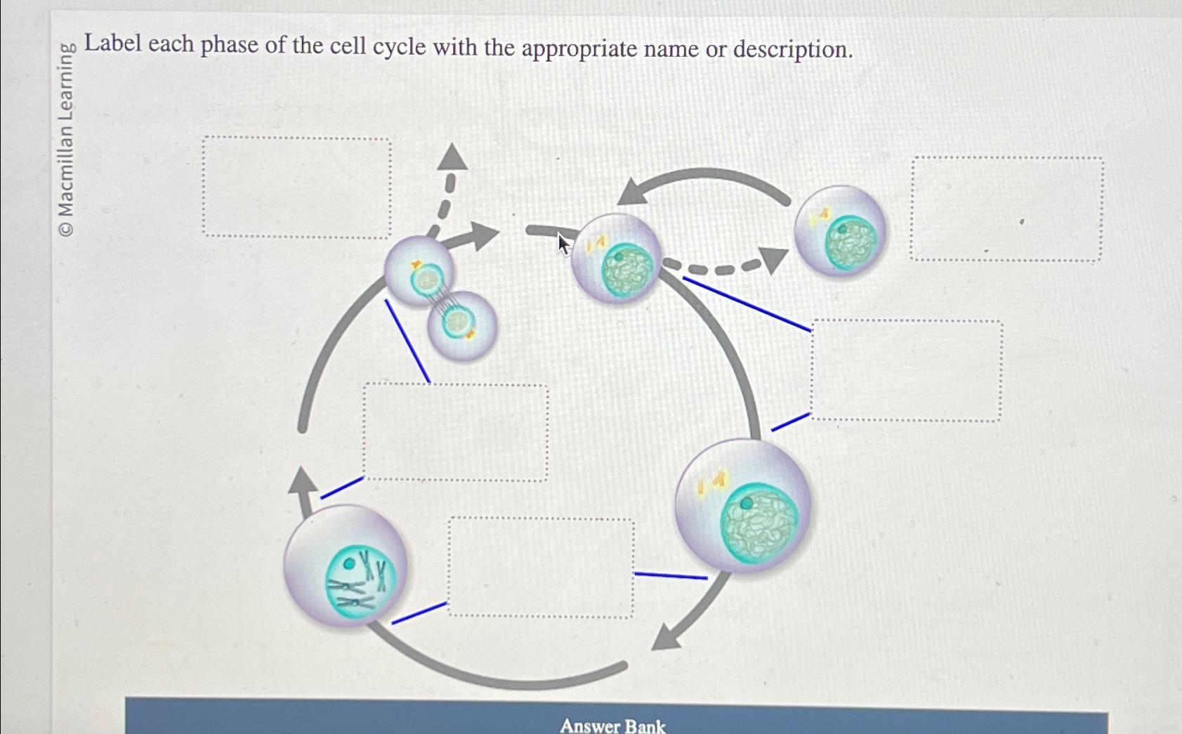 Solved 2o Label each phase of the cell cycle with the | Chegg.com