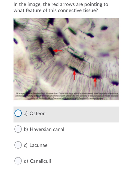 Solved In the image, the red arrows are pointing to what | Chegg.com