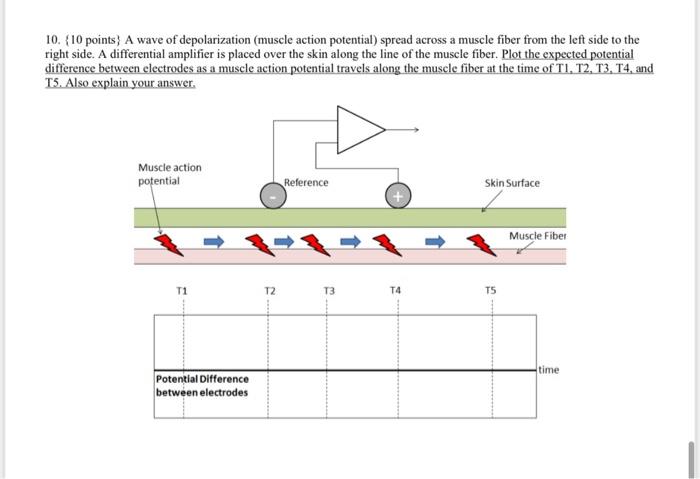 Solved 10. {10 points) A wave of depolarization (muscle | Chegg.com