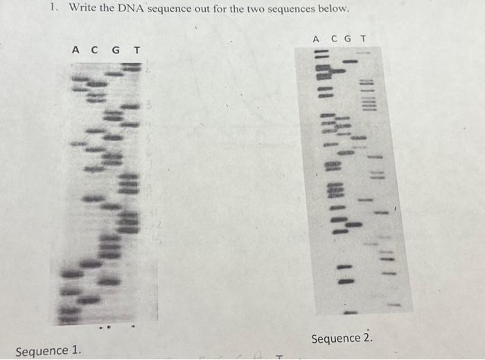 Solved 1. Write the DNA sequence out for the two sequences | Chegg.com