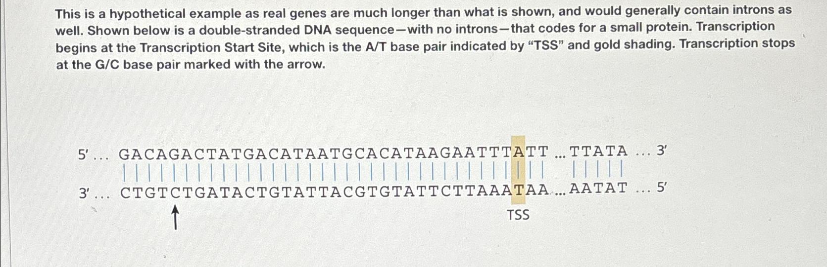Solved This is a hypothetical example as real genes are much | Chegg.com