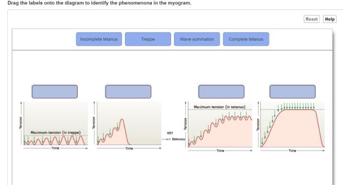 Solved Drag the labels onto the diagram to identify the | Chegg.com