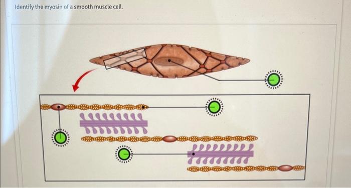 Solved Identify the myosin of a smooth muscle cell. | Chegg.com