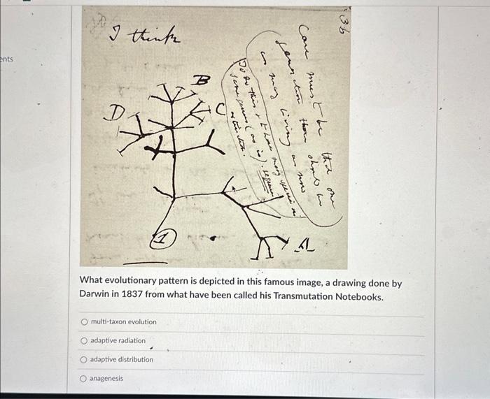 What evolutionary pattern is depicted in this famous | Chegg.com