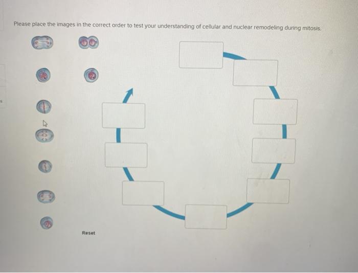 Solved Please place the images in the correct order to test | Chegg.com
