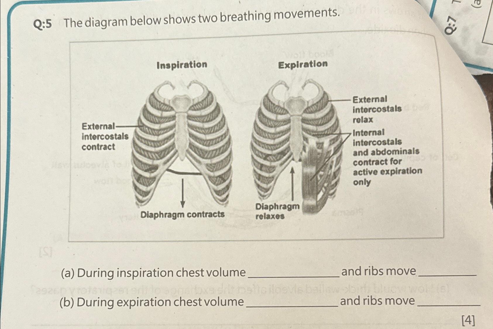 Solved Q:5 ﻿The diagram below shows two breathing | Chegg.com