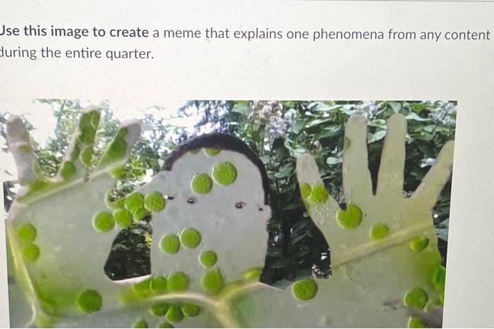 create a meme that relates to the image regarding | Chegg.com