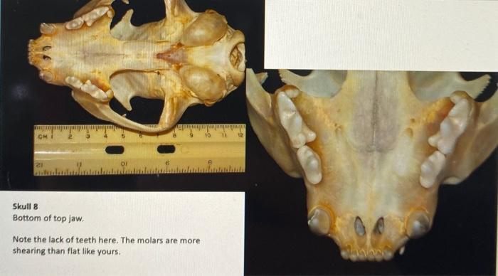 Solved Dichotomous Key 1 Cheek teeth all about the same | Chegg.com