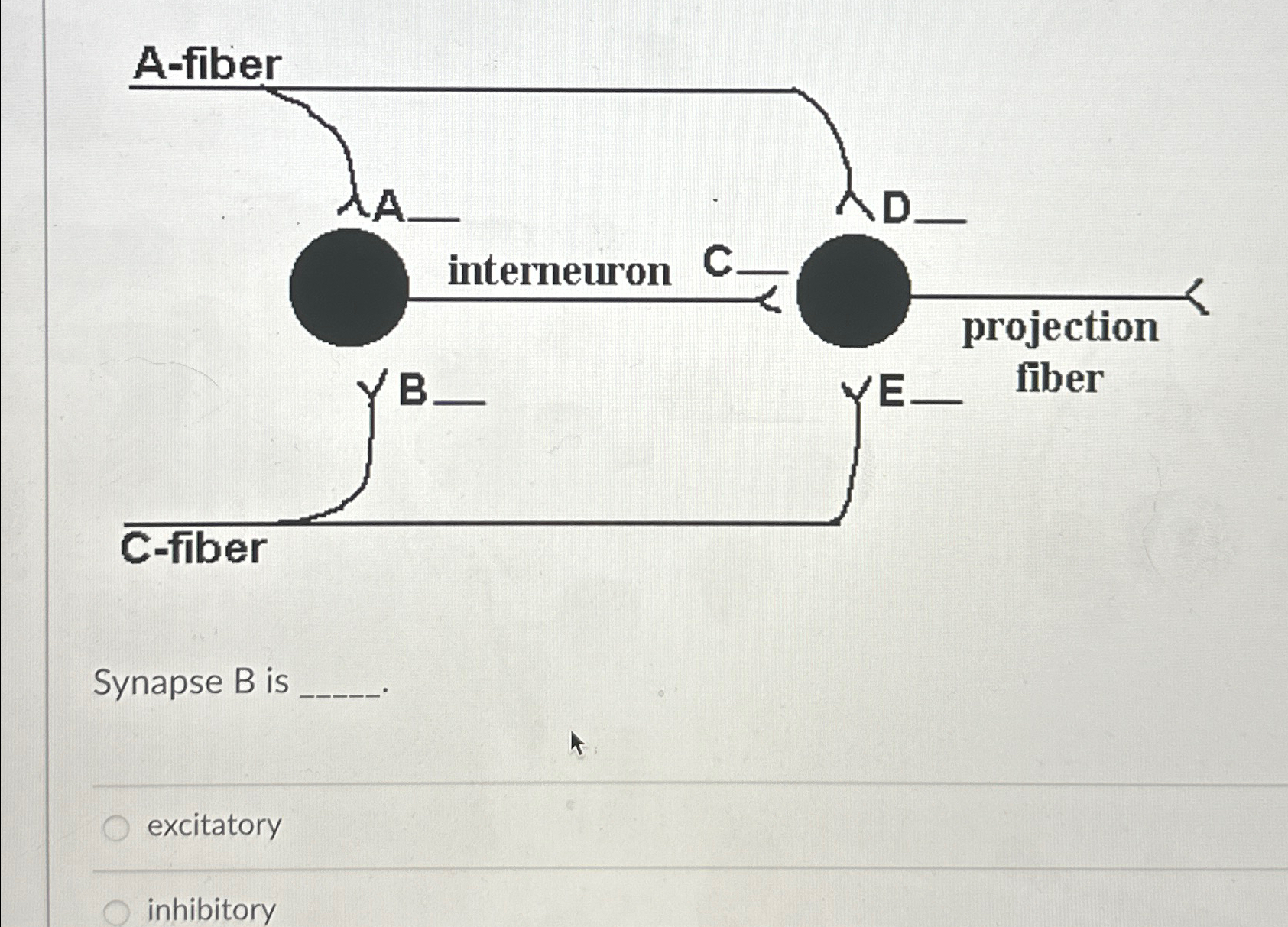 Solved Synapse B is ﻿excitatory ﻿inhibitory | Chegg.com
