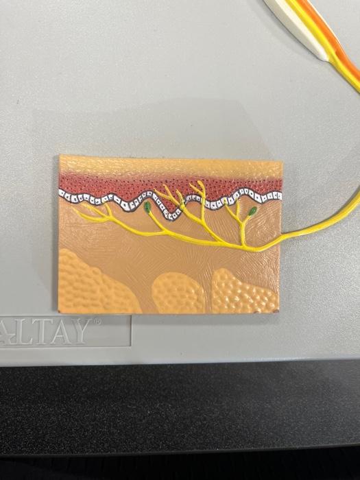 Solved Label Physiology and Anatomy I | Chegg.com