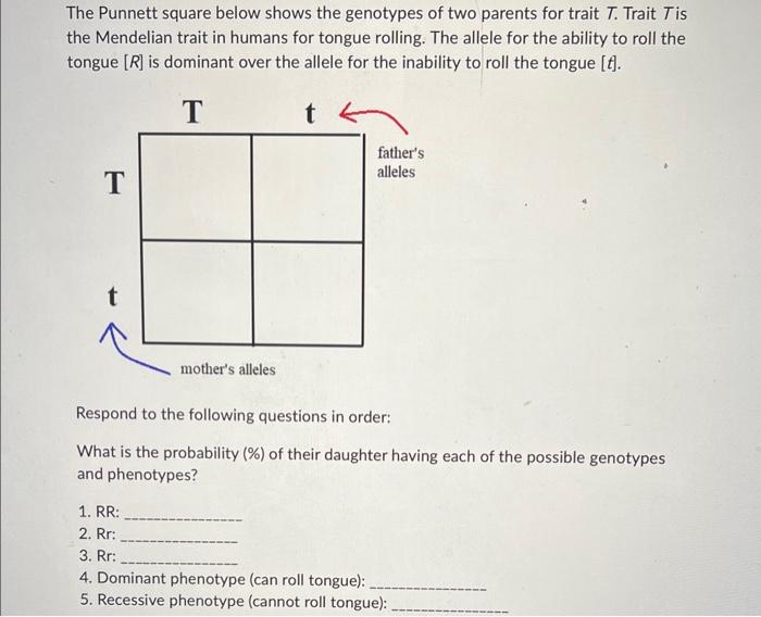 Solved The Punnett square below shows the genotypes of two | Chegg.com