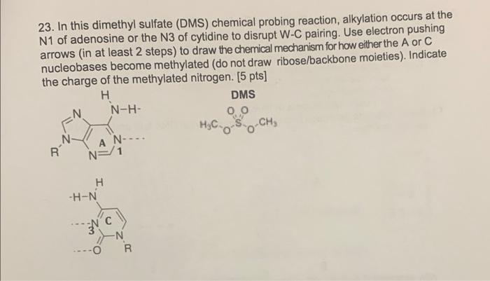 Solved 23. In this dimethyl sulfate (DMS) chemical probing | Chegg.com