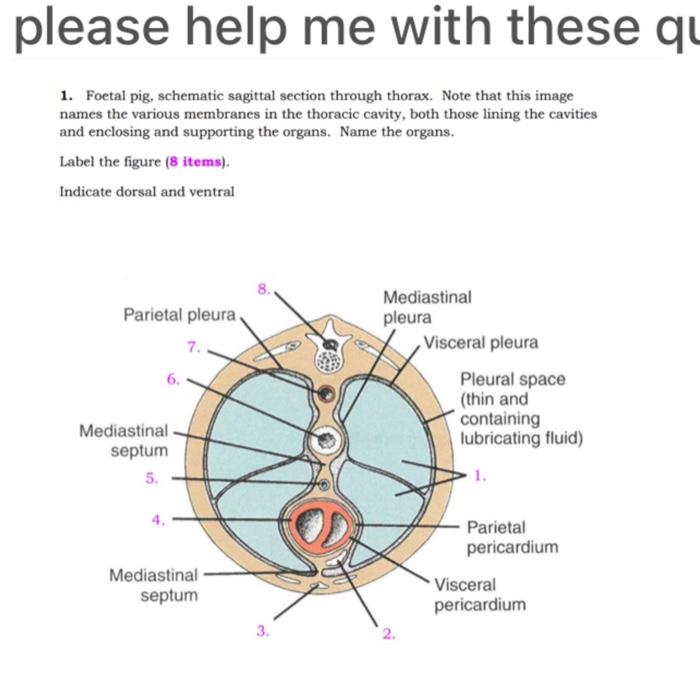 Solved olease help me with these q 1. Foetal pig, schematic | Chegg.com