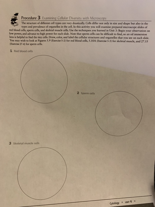 Solved Procedure 3 Examining Cellular Diversity with | Chegg.com
