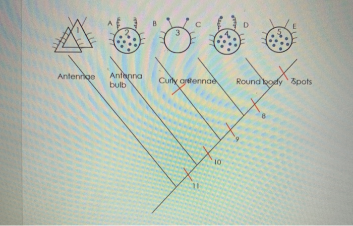 Solved Cladistics Lab In this document, you will find a | Chegg.com