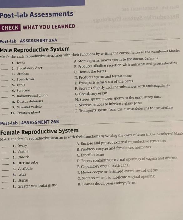 Female Reproductive System Match the female | Chegg.com