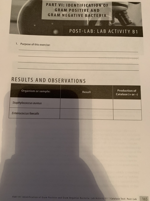 Solved PART VI: IDENTIFICATION OF GRAM POSITIVE AND GRAM | Chegg.com