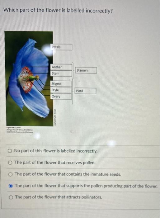 Solved Which part of the flower is labelled incorrectly? No | Chegg.com