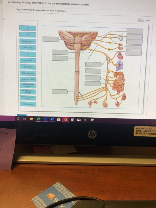 Solved Art-labeling Activity: Innervation in the | Chegg.com