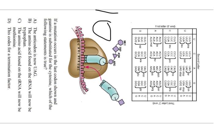 Solved Amino Acids mRNA Codons arginine AGA glycine GGA | Chegg.com