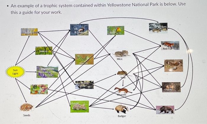 - For this assignment, you will create a trophic | Chegg.com