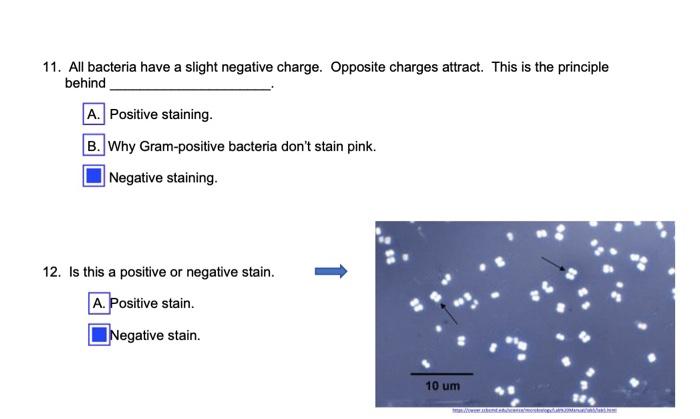 Solved 11. All bacteria have a slight negative charge. | Chegg.com